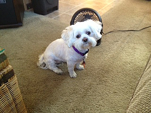 Moments With Molly - Ready or Not - The Red Painted Cottage